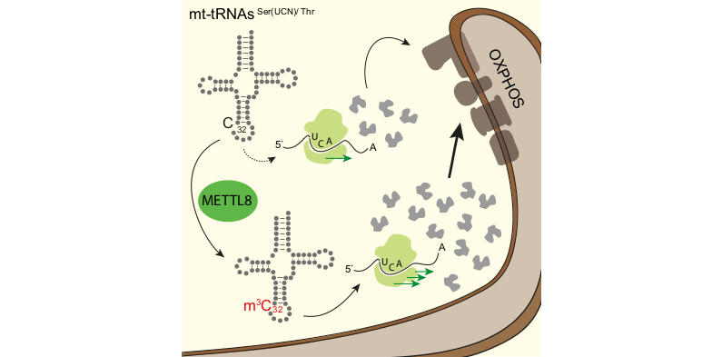 Regensburg Center for Biochemistry